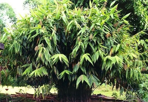Thysanolaena Maxima 100+ Seeds, Tiger Broom Garden Grass, Nepali T ...