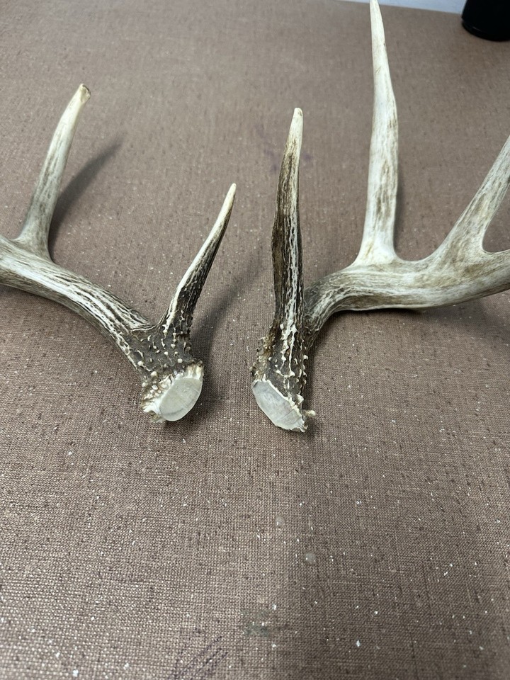 DROP TINE WHITETAIL DEER ANTLER SET CUTOFF SHEDS. Lot (805) | eBay