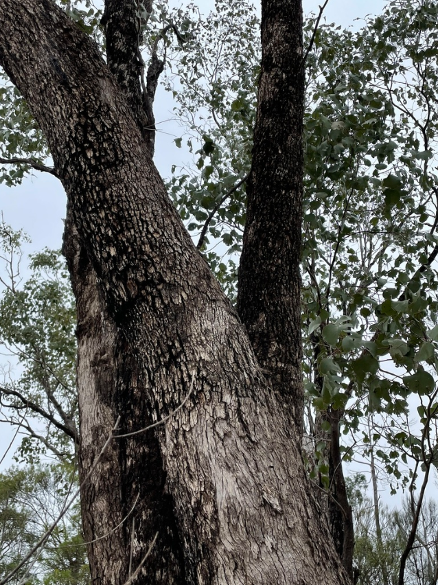 LIVE PLANT 3ft Eucalyptus Populnea - Poplar box - bimble box | eBay
