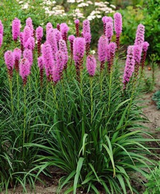 Liatris Spicata Herbaceous Hardy Perennial Garden Plant Bare Root | eBay UK
