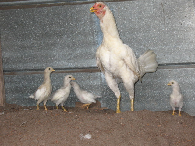 SPUR CUTTING GAUGE + SAW KIT PLUS POULTRY ROOSTER CHICKEN COMPLETE ...