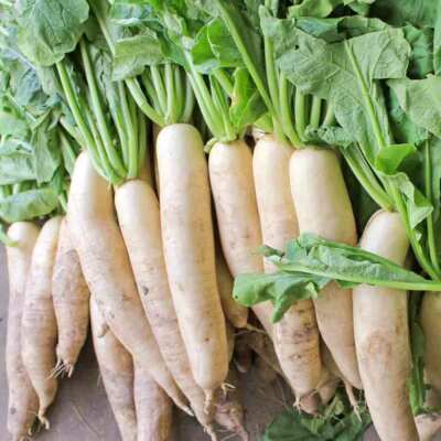 Daikon Radish Seeds, 1/4 LB, Deer Food Plot, Extremely Large Radish ...