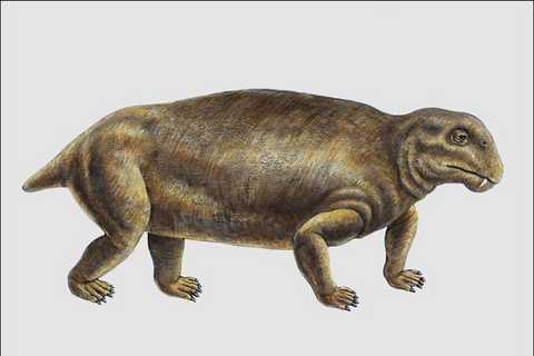 684070 Dicynodonts Reptile Permian Triassic A4 Photo Print | eBay