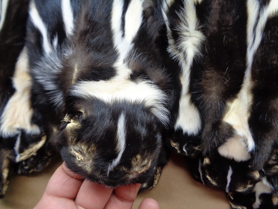 Professionally Tanned #2 L/XL prime striped skunk hide/fur/gag gift ...