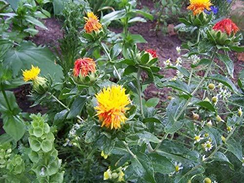 Safflower Saffron Carthamus Tinctorius Yellow Orange Flower Seeds ctavl ...