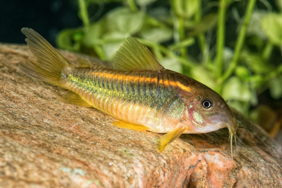 Ultra Wafer Mix Bug Worm Shrimp Krill Wafers Cory Cats Bottom Feeders ...