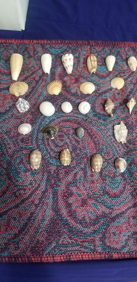 ENORMOUS Seashells Collection VERY RARE | eBay