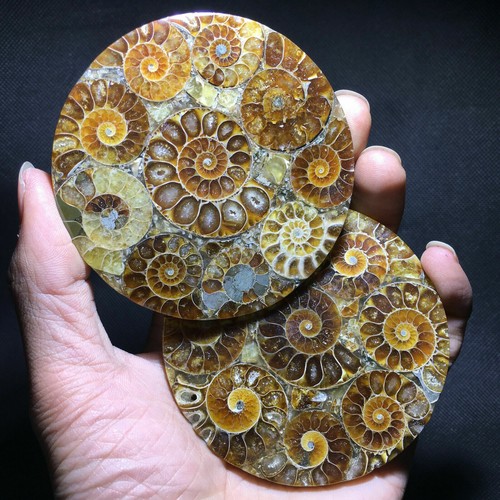 A+A+4.7"Natural Ammonite Disc Fossil Conch Specimen Reiki Healing Gift ...