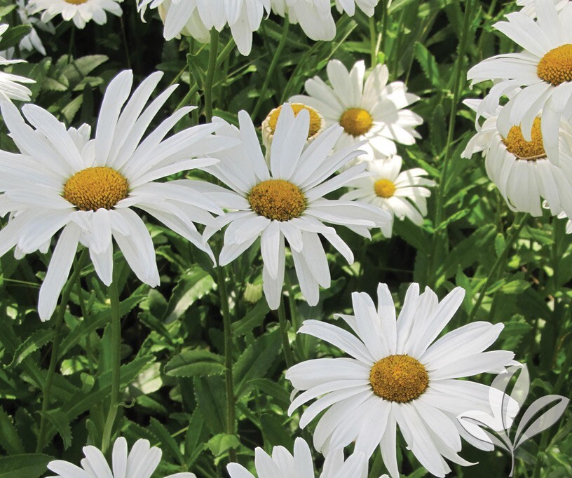 Leucanthemum Superbum Becky Leucanthemum Archives Bouwmeester Vaste