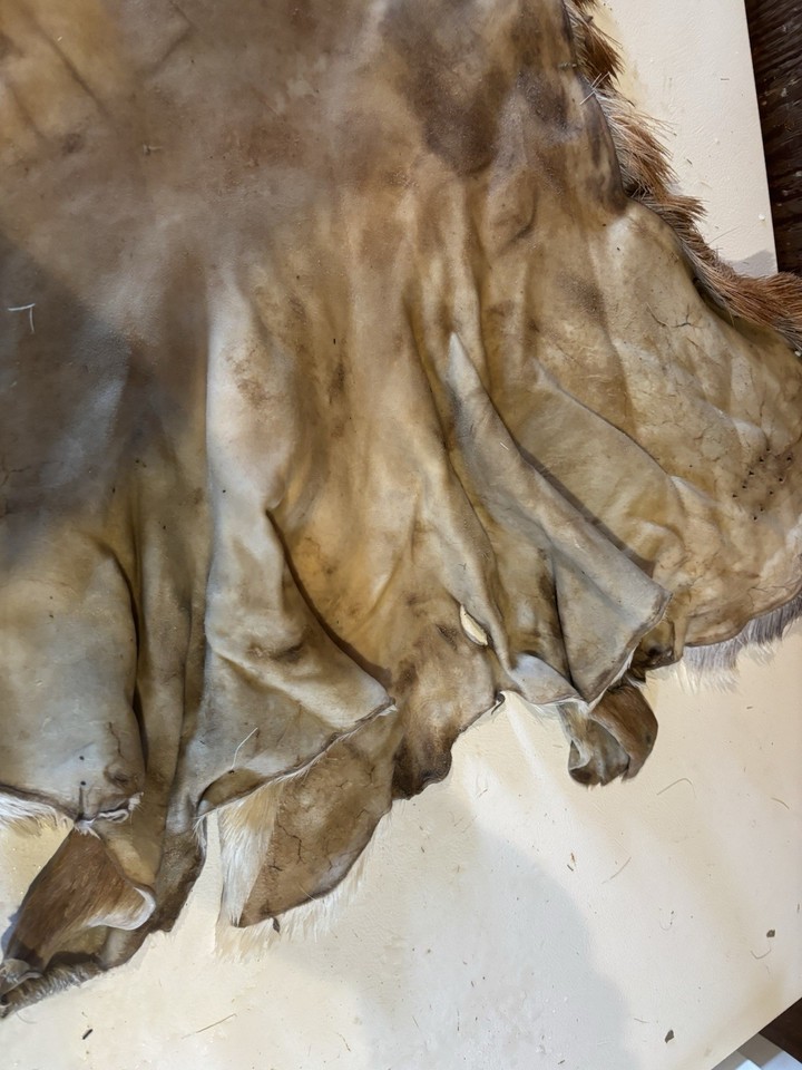 WET TANNED Antelope CAPE # 157 | eBay