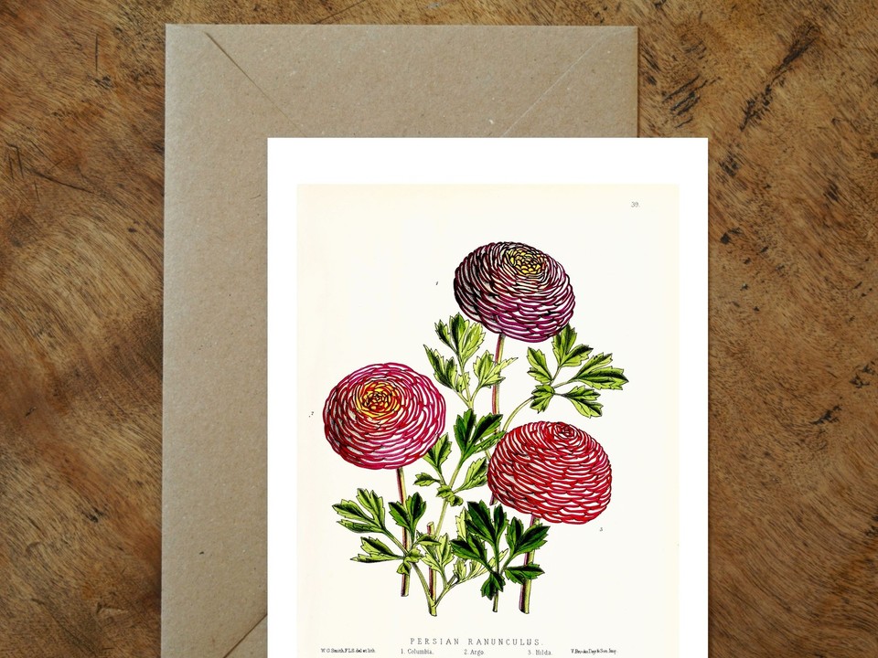 Persian Ranunculus from The Floral Magazine - A5 Card | eBay UK
