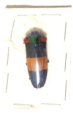 Calodema ribbei - 38mm - Unmounted Beetle | eBay