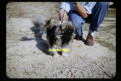Pekingese Dog in Brown County Indiana in early 1950s, Kodachrome Slide ...