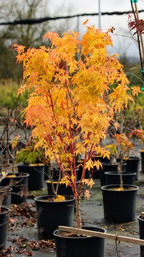 Japanese Maple 7 gallon “Bihou” Golden Bark Tree Last One! | eBay