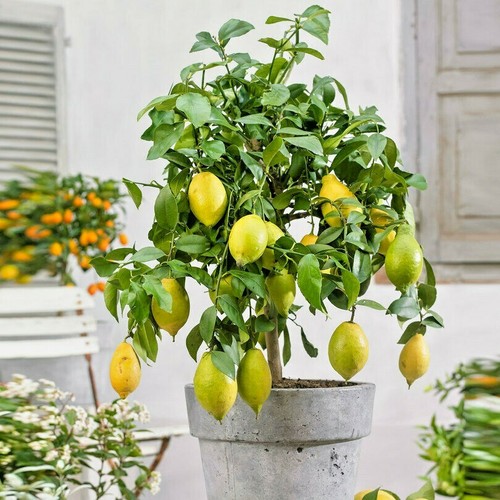 3 GRAINES conteneur nain citron auto-pollinisant agrume citron ...