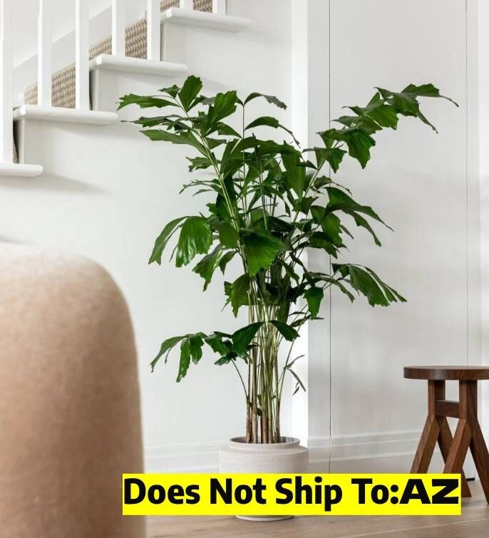 Fishtail Palm Flowers