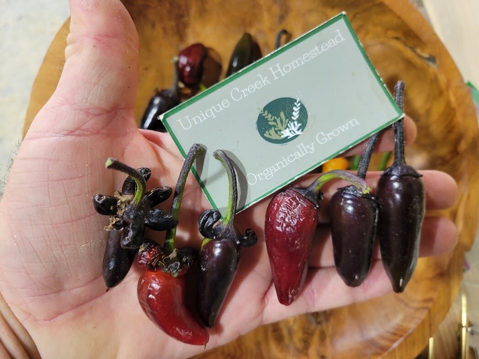 COUNT DRACULA Pepper Seeds 25,000-50,000 Scoville SHU Vampire HOT Chili ...