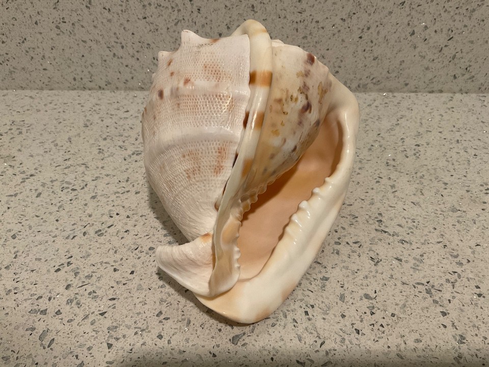 Queen Helmet Conch Sea Shell 6” x 5.25” x 4.5” | eBay