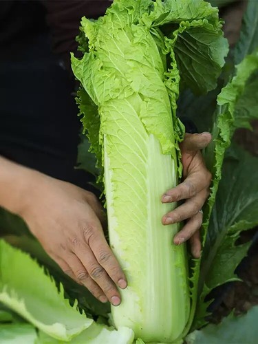 Tian Jing Long Cabbage F1 Seeds 250+ (天津大白菜) | eBay Australia