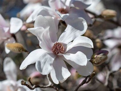MAGNOLIA LOEBNERI MERRILL PLANT HARDY SHRUB TREE FRAGRANT WHITE FLOWERS ...