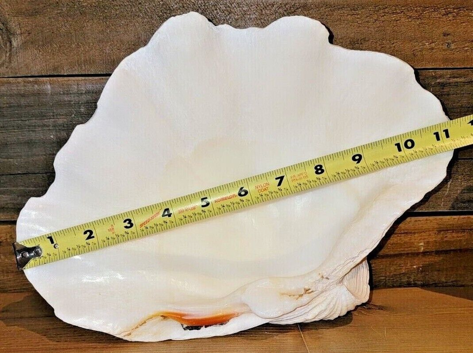 Natural Clam Shell Seashell Beach Nautical Ocean Decor Tridacna Gigas ...