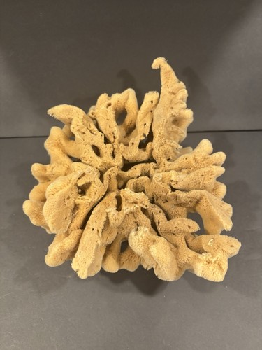 Natural Dried Sea Sponge Nautical Coastal Home Decor 9 " x 9 " x 5” | eBay