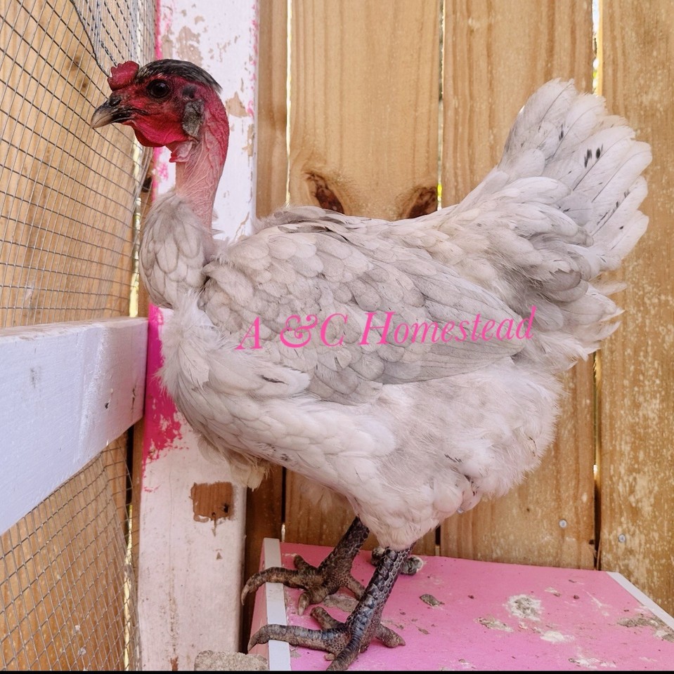 Turkens Chicken Hatching Eggs Pack 12 Eggs Mixed Colors | eBay