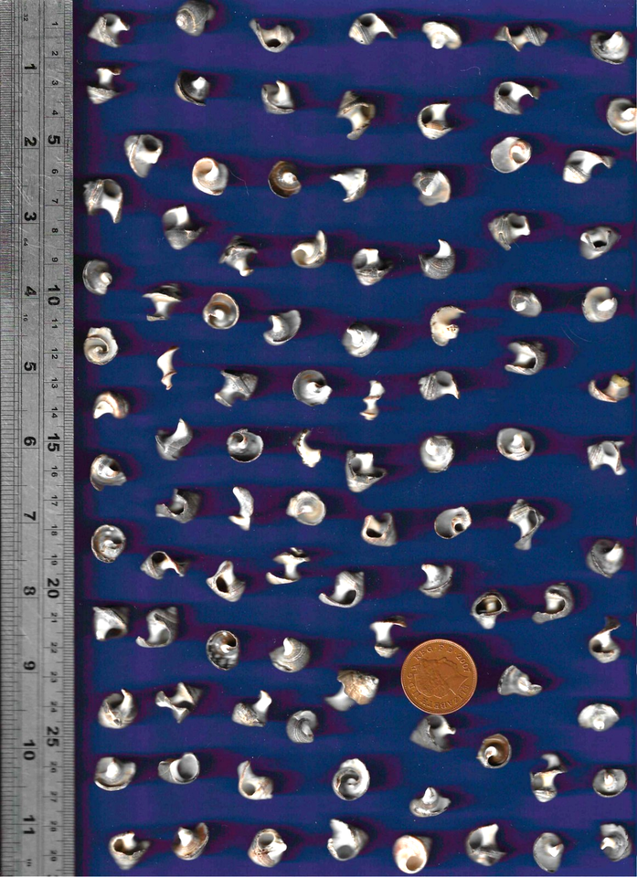 99 Interesting UK NORTH SEA Scottish Common Periwinkle sea shell pieces 79g Art | eBay UK