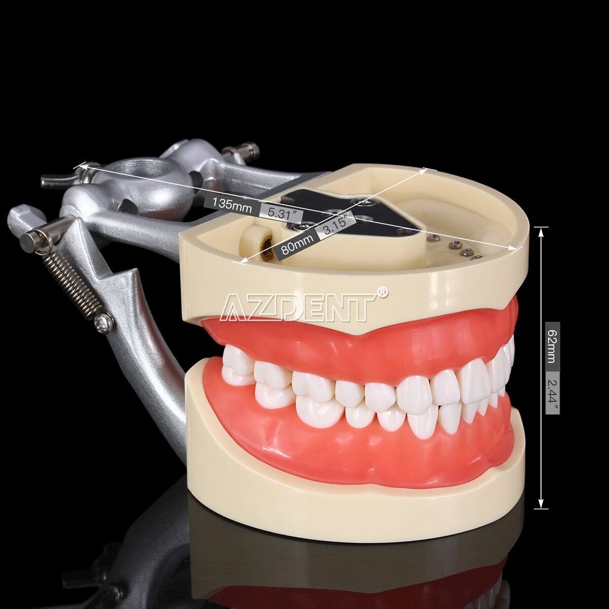 Articulated Dental Typodont Standard Model with Removable 32pcs Teeth ...