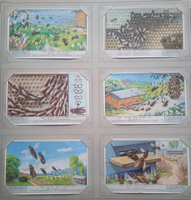 LIEBIG OXO 6 TRADE CARDS CHROMO SET S1267 / BEE LIFE | eBay