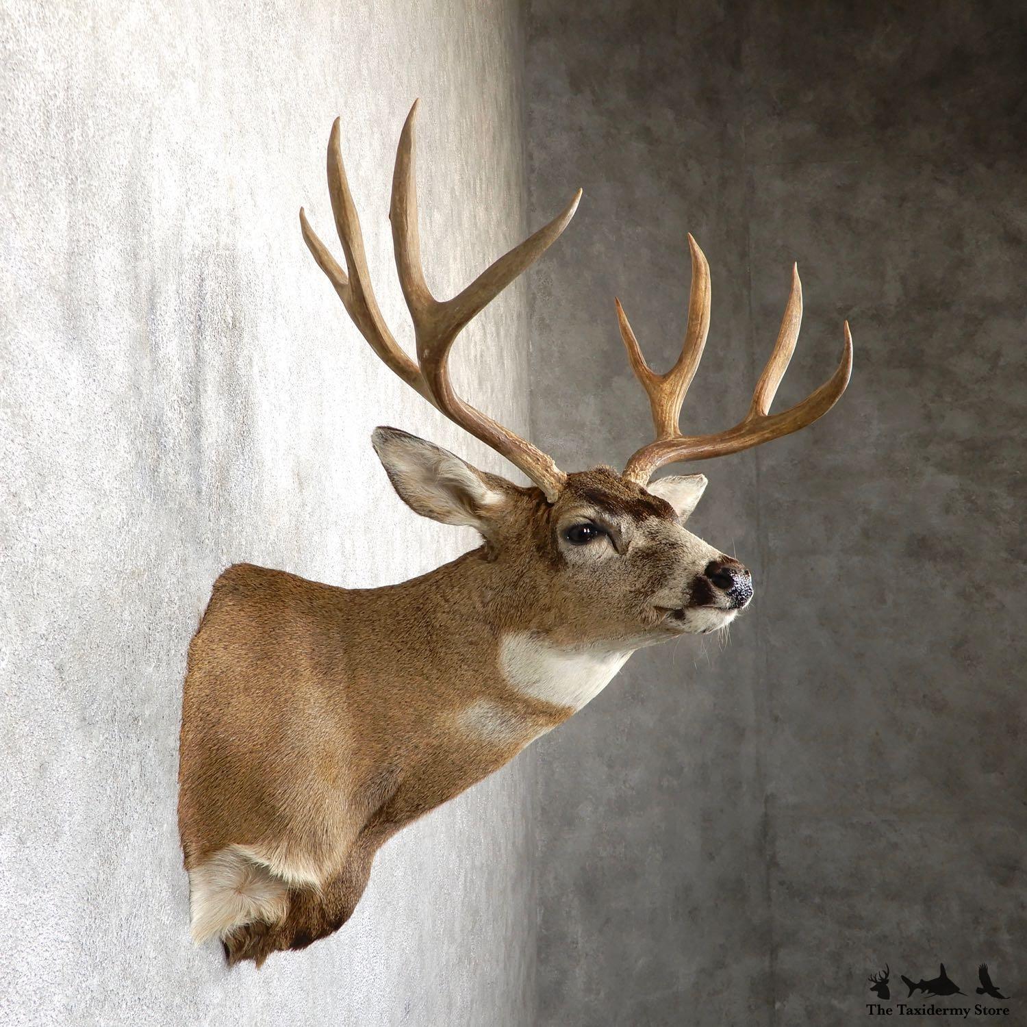 #19546 EL | Columbian Blacktail Deer Taxidermy Shoulder Mount For Sale ...