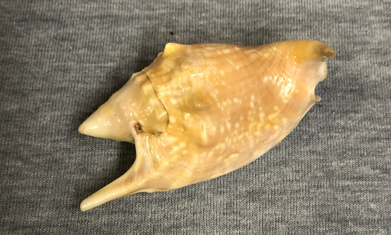 Strombus Bulla (Bubble Conch) 61mm !!! | eBay