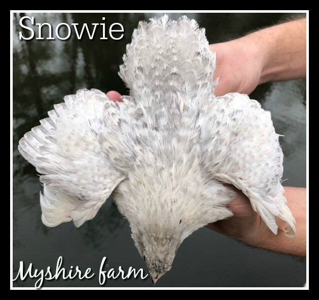 220+ RARE Myshire Farm coturnix quail hatching Eggs!! 6 Different RARE ...