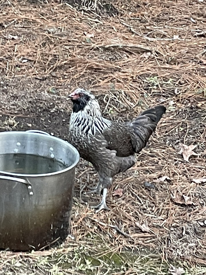 8+2 Extra Ameraucana & Easter Egger CHICKEN Hatching EGGS | eBay