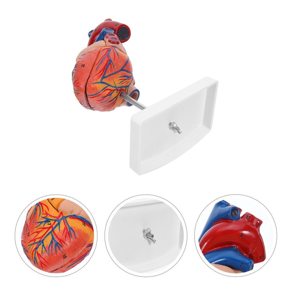 Human Heart Model: Human Heart Anatomy Model With Display Base For ...