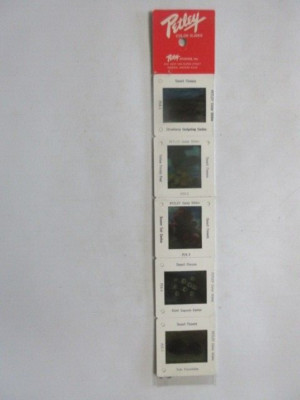Petley Studios Color Slides | eBay