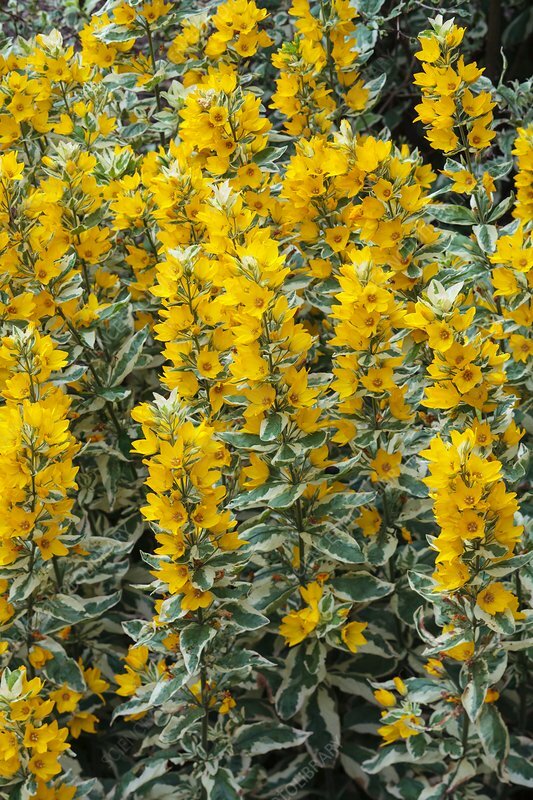 Variegated Yellow Loosestrife Lysimachia Punctata 'Alexander' (Yellow