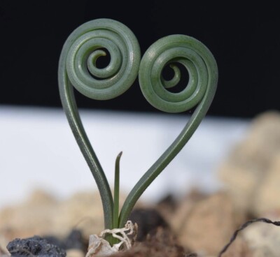 Seeds X 5, Albuca Hallii,Rare Bulbs, Succulent 02/10/2023 | eBay