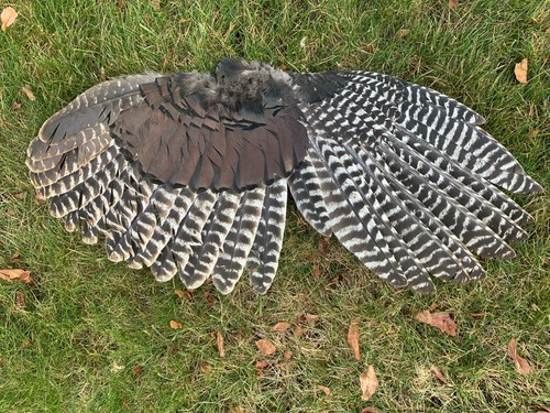 1 Eastern WILD Turkey Complete Wing- Fly Tying, Crafts, Decoy, Pow Wow ...