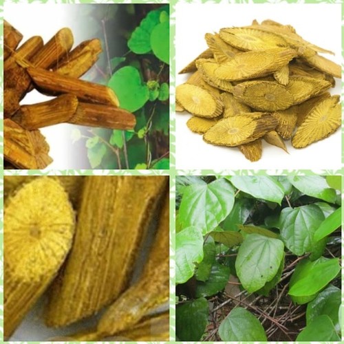 Calumba wood coscinium Fenestratum Gaertn Colebr Menisrermaceae ...