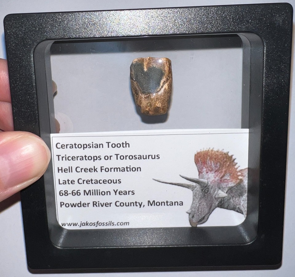 FRAMED TRICERATOPS or TOROSAURUS Fossil Dinosaur Tooth Lot! One per ...