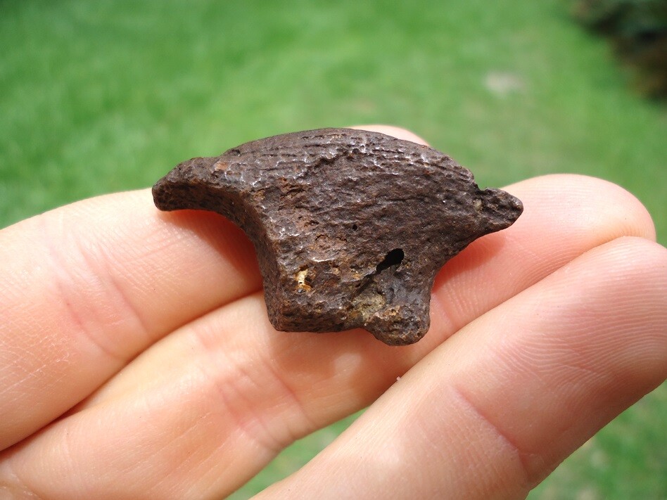 RARE TINY SLOTH CLAW CORE FLORIDA FOSSILS ICE AGE EXTINCT BONES TOOTH ...