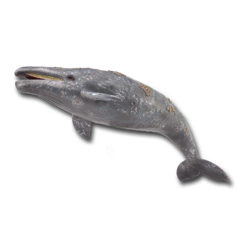 Gray Grey Whale Sealife Toy Model Figure by CollectA 88836 Brand New ...