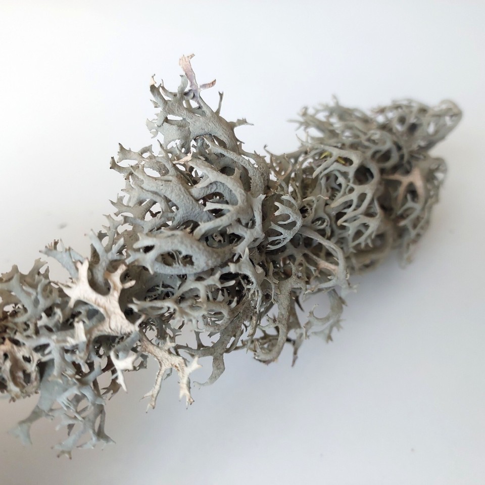 Natural Lichen Moss Oak Moss Natural Art Craft Supplies DIY Terrarium ...