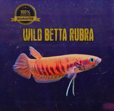 Wild Betta RUBRA - Betta male & female - SHIPPING BY TRANSHIPPING | eBay
