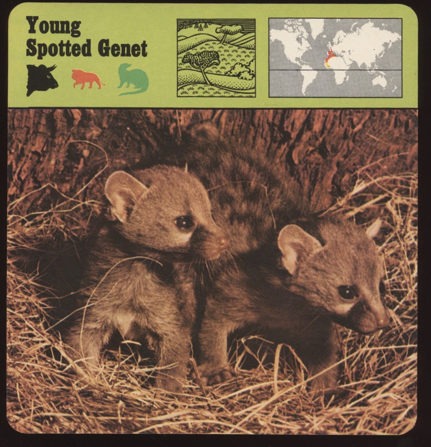 Young Spotted Genet Safari Cards Rencontre Mammals | eBay