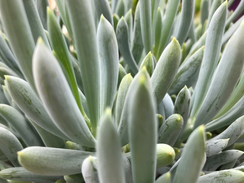 Senecio Mandraliscae Blue Chalk Sticks Live Succulent Plant Cuttings 5 ...