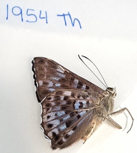 1954 Riodinidae | eBay