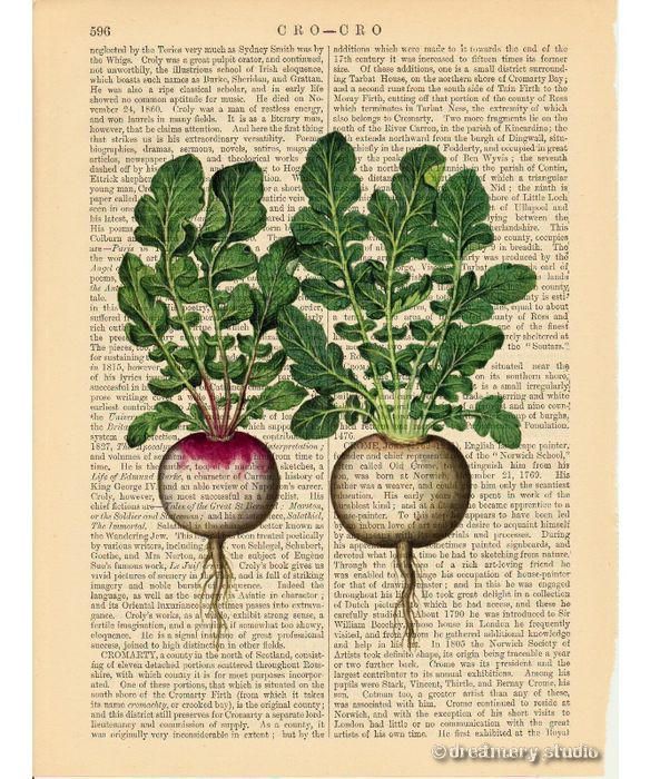 Italian Radish Art Print on Vintage Book Page Home Kitchen Hanging ...