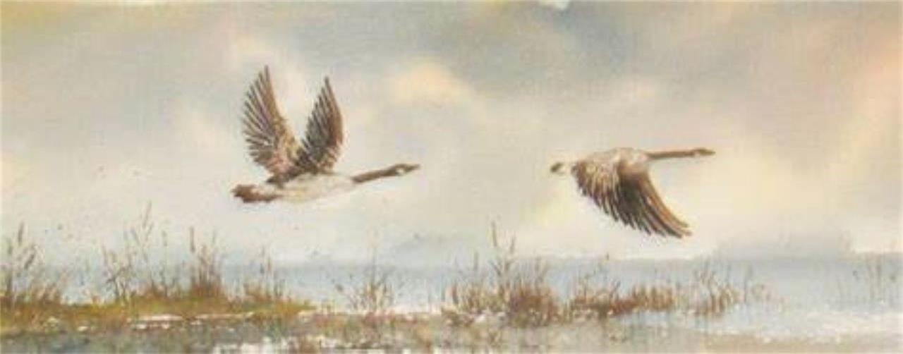 WILD GEESE CANADIAN GOOSE WATER COLOR PAINTING DWANE TAYLOR SEDAN ...